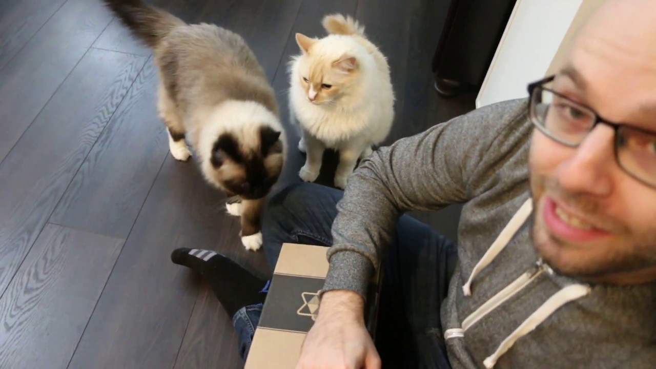 Ryuka and Tomo! - Meow Box with Northernlion [May 2018] - YouTube