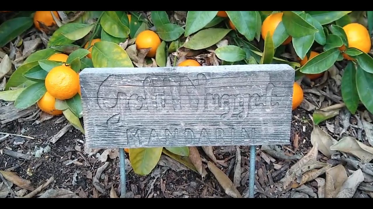Gold Nugget mandarin tree: a profile - YouTube