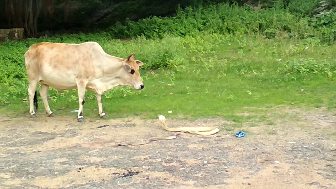 Cuttack jobra plant inquary - YouTube