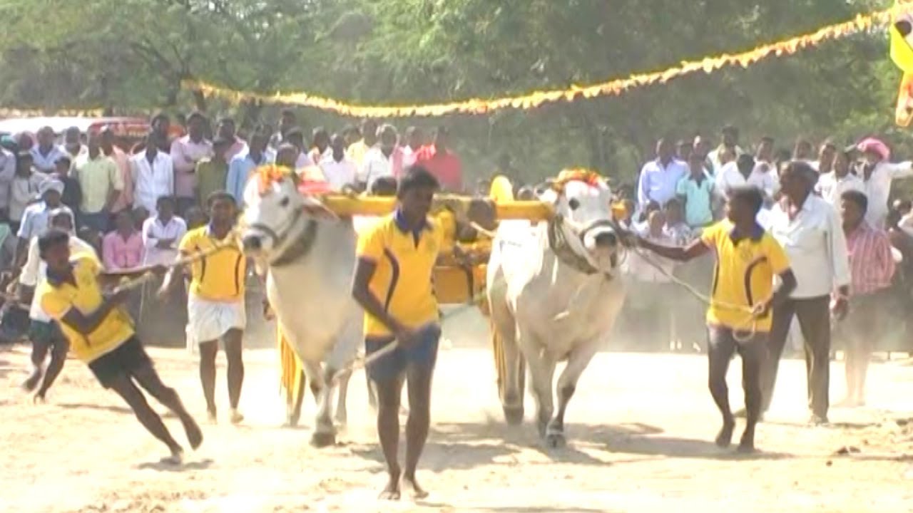 Ongole Bull Race 2019 : Chirala MLA Amanchi Krishna Mohan Conduct ...