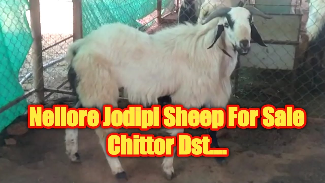 Nellore Jodipi Sheep For Sale - Chittor dst - YouTube