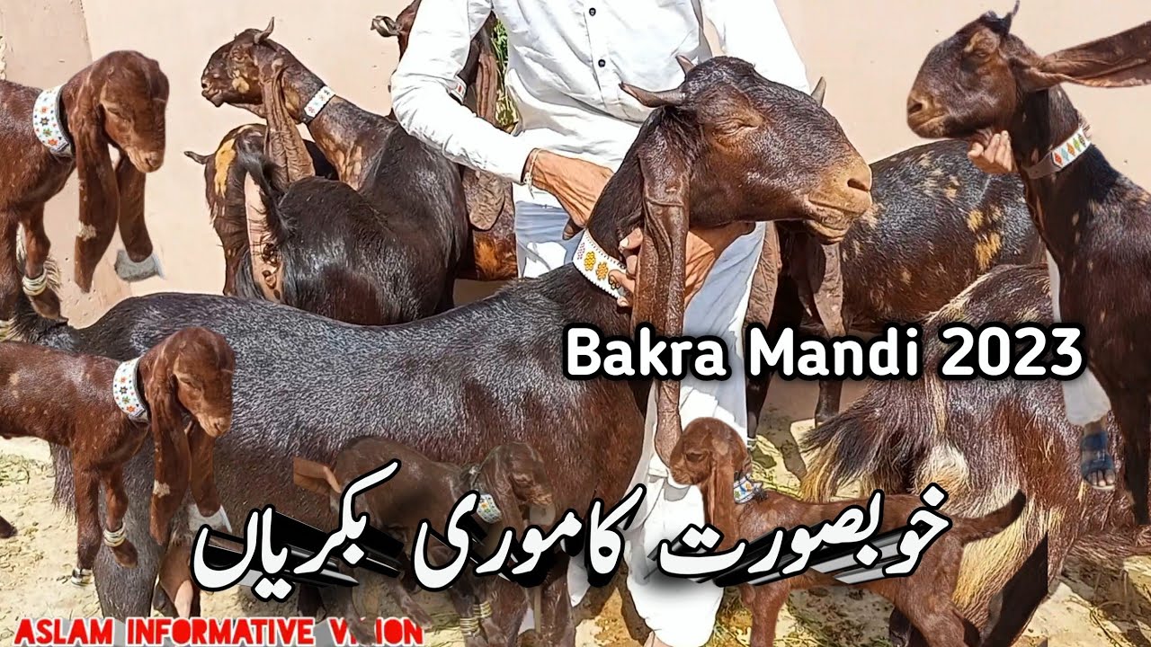 Kamori Bakriyaan | Karachi Bakra Mandi | Bakra Mandi Jan 2023 - YouTube