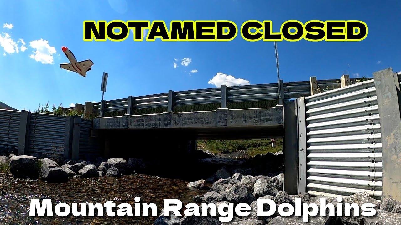 Free Range Mountain Dolphins - YouTube