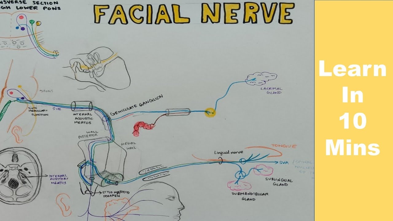 COURSE AND DISTRIBUTION OF FACIAL NERVE - YouTube