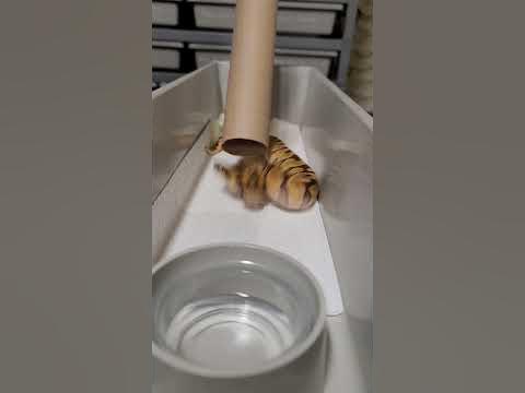 How to deal with angry ball python hatchling. 🐍🌶 👿 This little one is ...