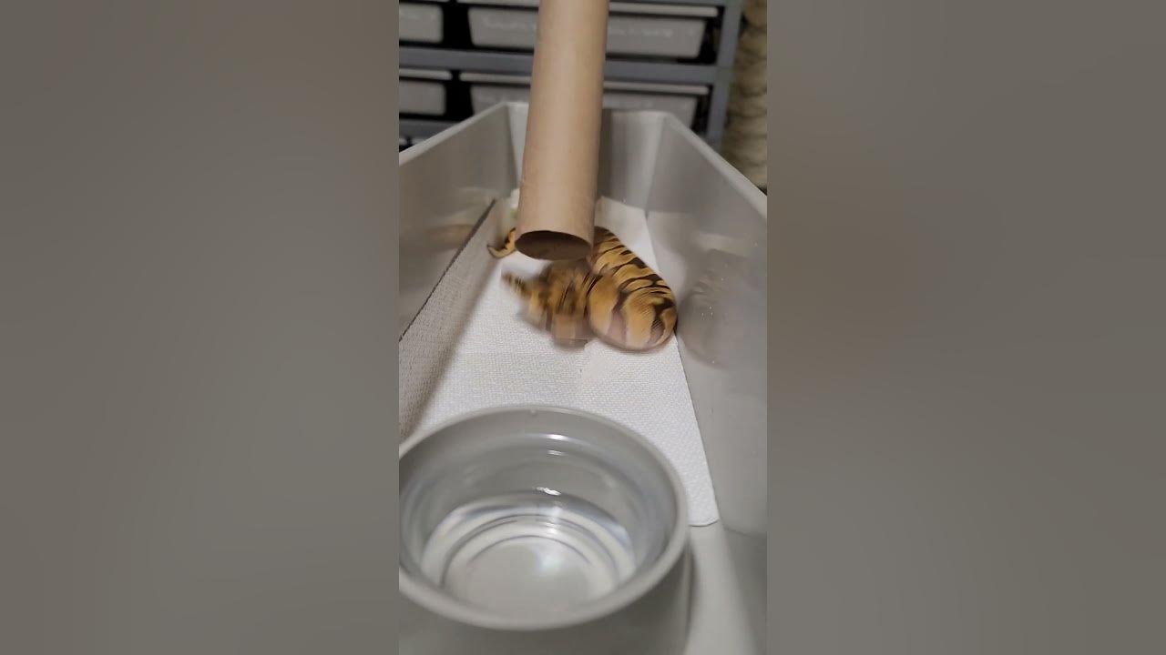 How to deal with angry ball python hatchling. 🐍🌶 👿 This little one is ...