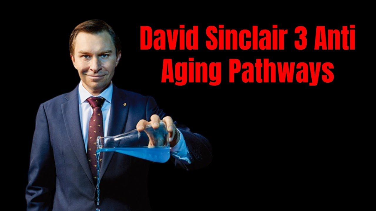 David Sinclair 3 Anti Aging Pathways - YouTube