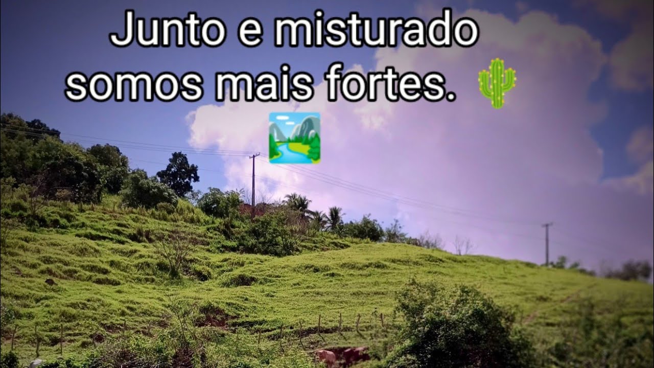 você conhece a pimenta de macaco pariparoba capeba #planta medicinal ...