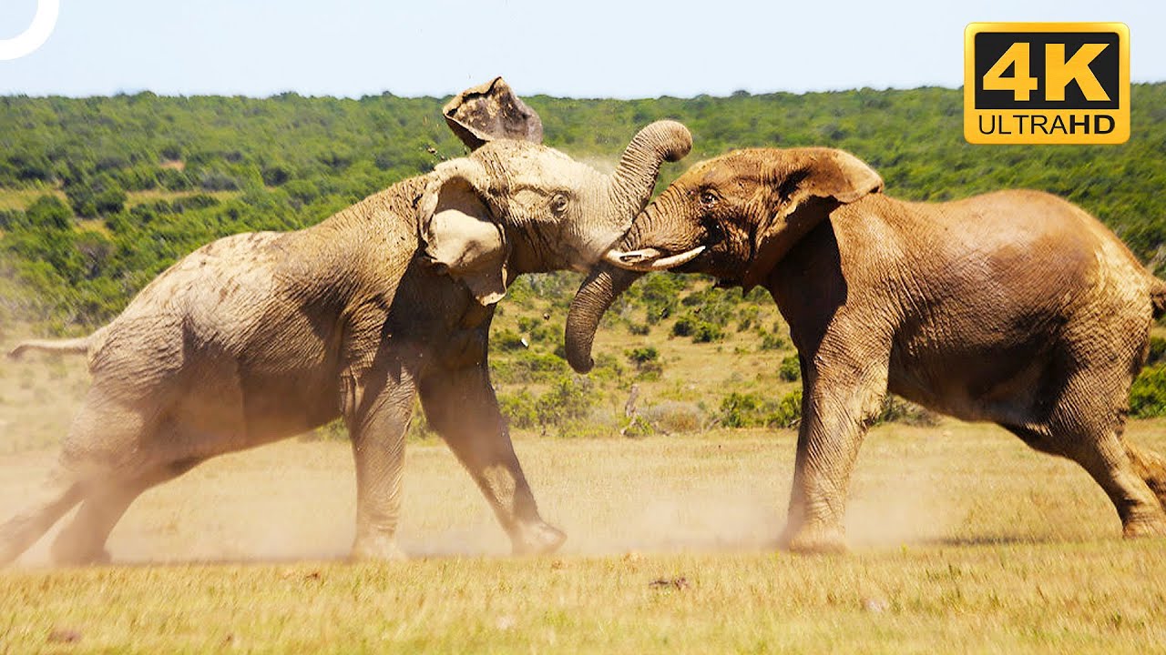 Powerful 5 Ton Asian Elephants Battle For Dominance! | 4K Animal ...