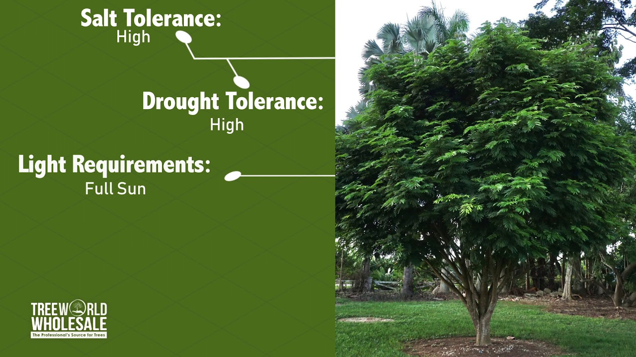 Lorito Tree (Pithecellobium Arboreum) - YouTube