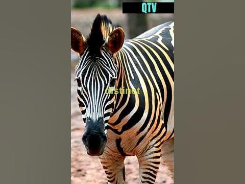 Zebras' UNIQUE Recognition SYSTEM! 🦓🔍 #shorts #animals #facts - YouTube