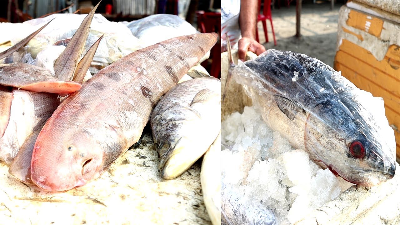 Dover Sole Fish | Tuna Fish | Lakkha Fish | Kuakata - YouTube