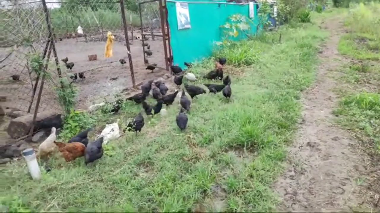 Free Range Poultry - YouTube
