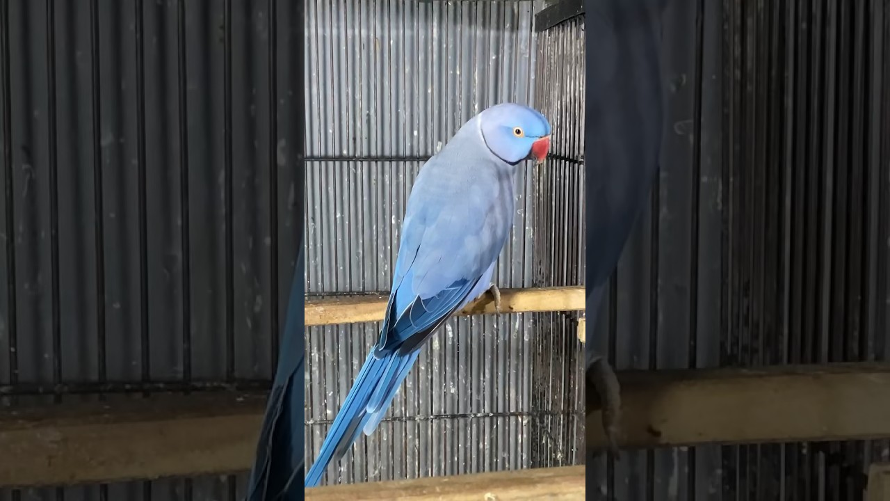 Cobalt Ringneck Parrot two Breeder male in dark factor ( 100k ...