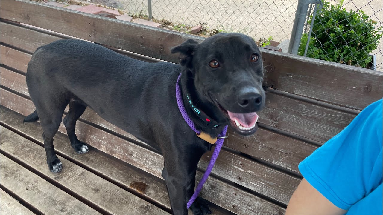 Greyhound Black Lab Mix
