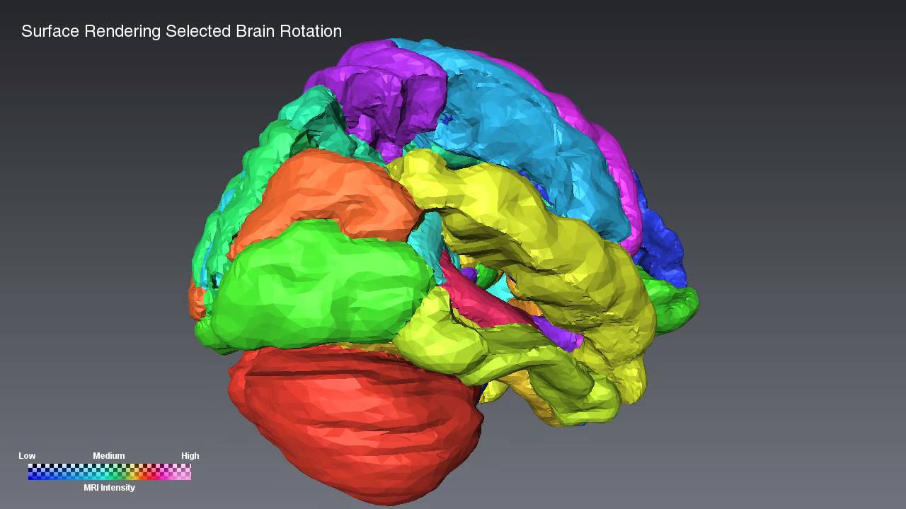 Surface Rendering Selected Brain Rotation - YouTube