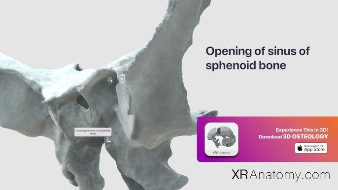 Diagram Pictures Sphenoid Bone Anatomy Kenhub