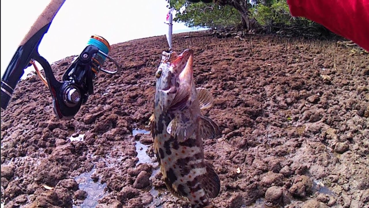 Grouper fish || ikan kerapu || ultralight Fishing - YouTube