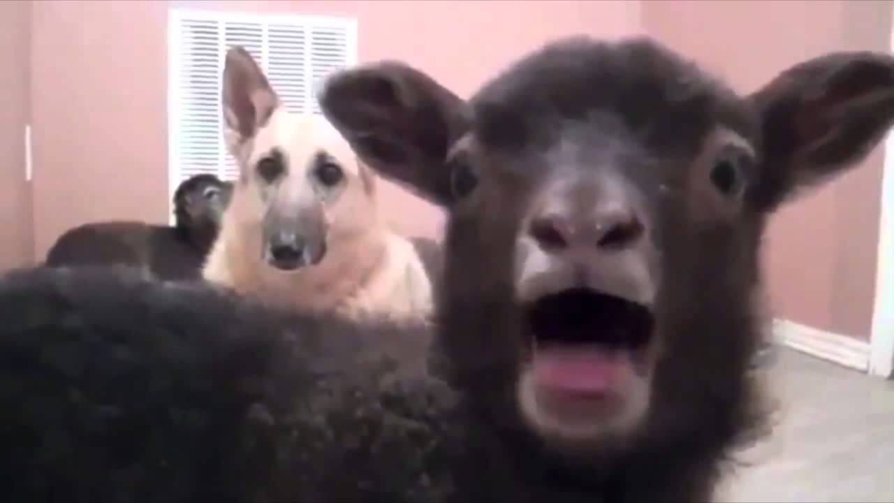 Dumb Bunny - Goats Yelling Like Humans Dubstep Remix - YouTube