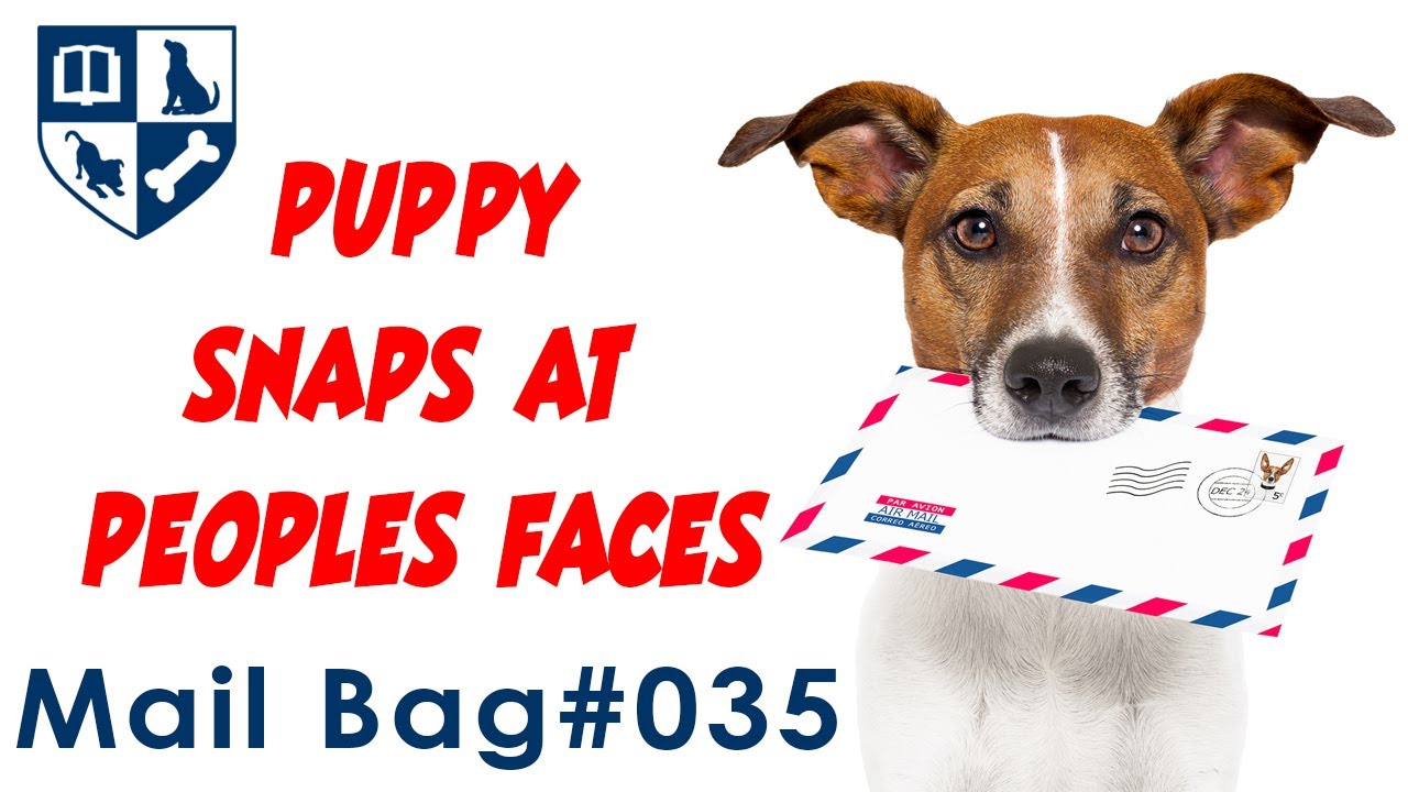Dunbar Mailbag #35- Puppy Snapping at Peoples Faces - YouTube