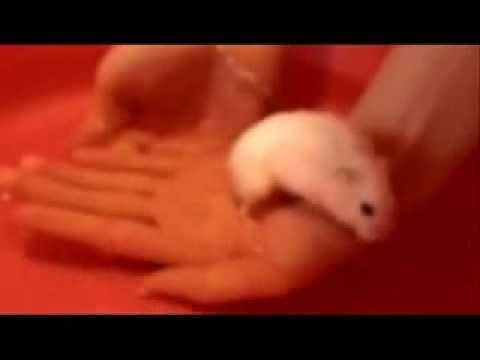 Cel mai mic inotator (Hamster Pitic) - YouTube