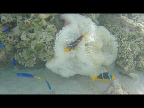 Tahiti Underwater 2017