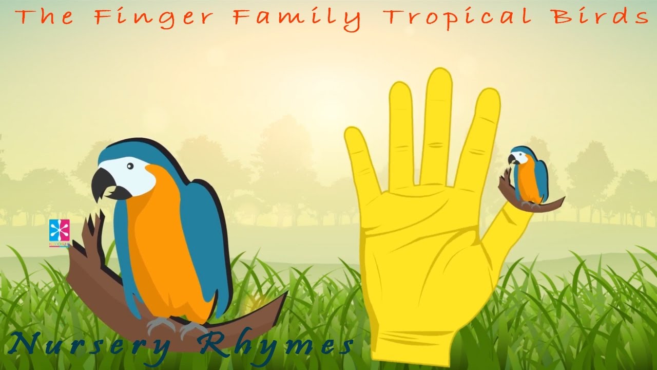The Finger Family Tropical Birds || Finger Family Nursery Rhymes ...