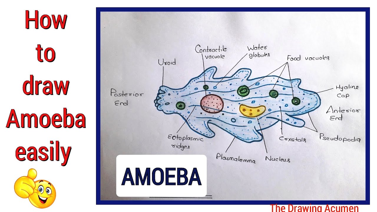 How to draw Amoeba diagram ||Amoeba ko easily kaise draw kare|| step by ...