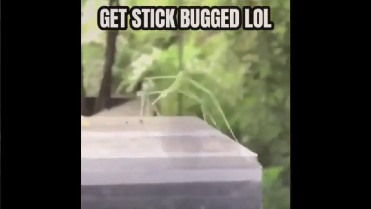 Get stick bugged lol - YouTube
