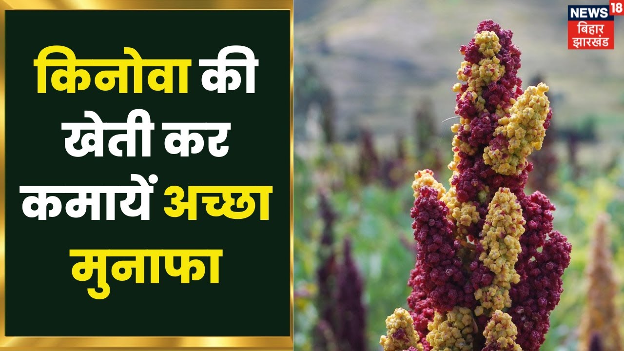 Quinoa Farming : किनोवा की खेती कर कमायें अच्छा मुनाफा | Annadata ...
