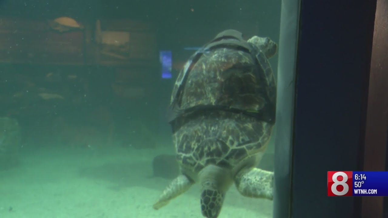 Sea turtle at Mystic Aquarium gets prosthetic harness to help him swim ...