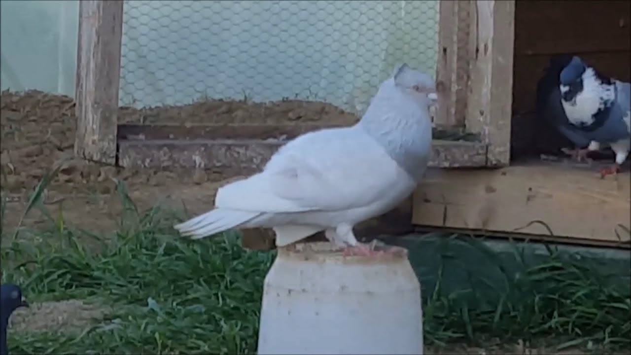 Serbian Highflyer Pigeon with beautiful colors singing 2020 - YouTube