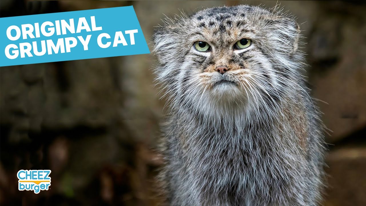 Is This Rare Wildcat The "Grumpiest Cat In The World?" - YouTube