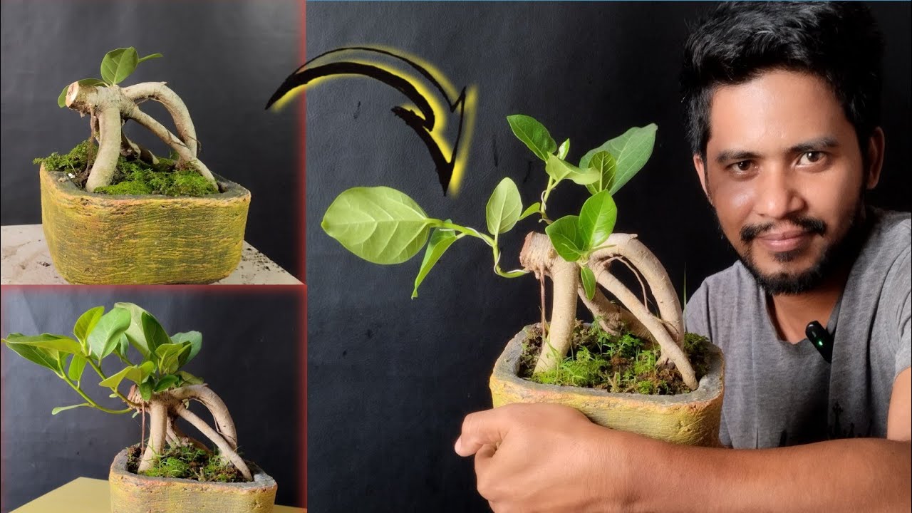 Rootover style Banyan bonsai || Bot Bonsai |Ficus Banglensis bonsai ...