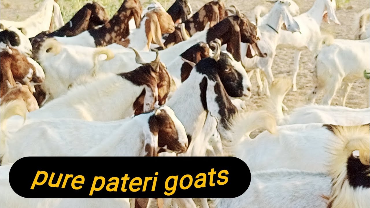 pateri goats l pateri goats farm l pakistan family vlog l pure pateri ...