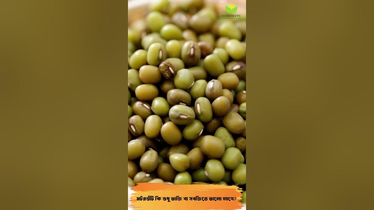 শক্তিশালী শরীরের জন্য মটরশুঁটি! | Health Benefits of Peas - YouTube