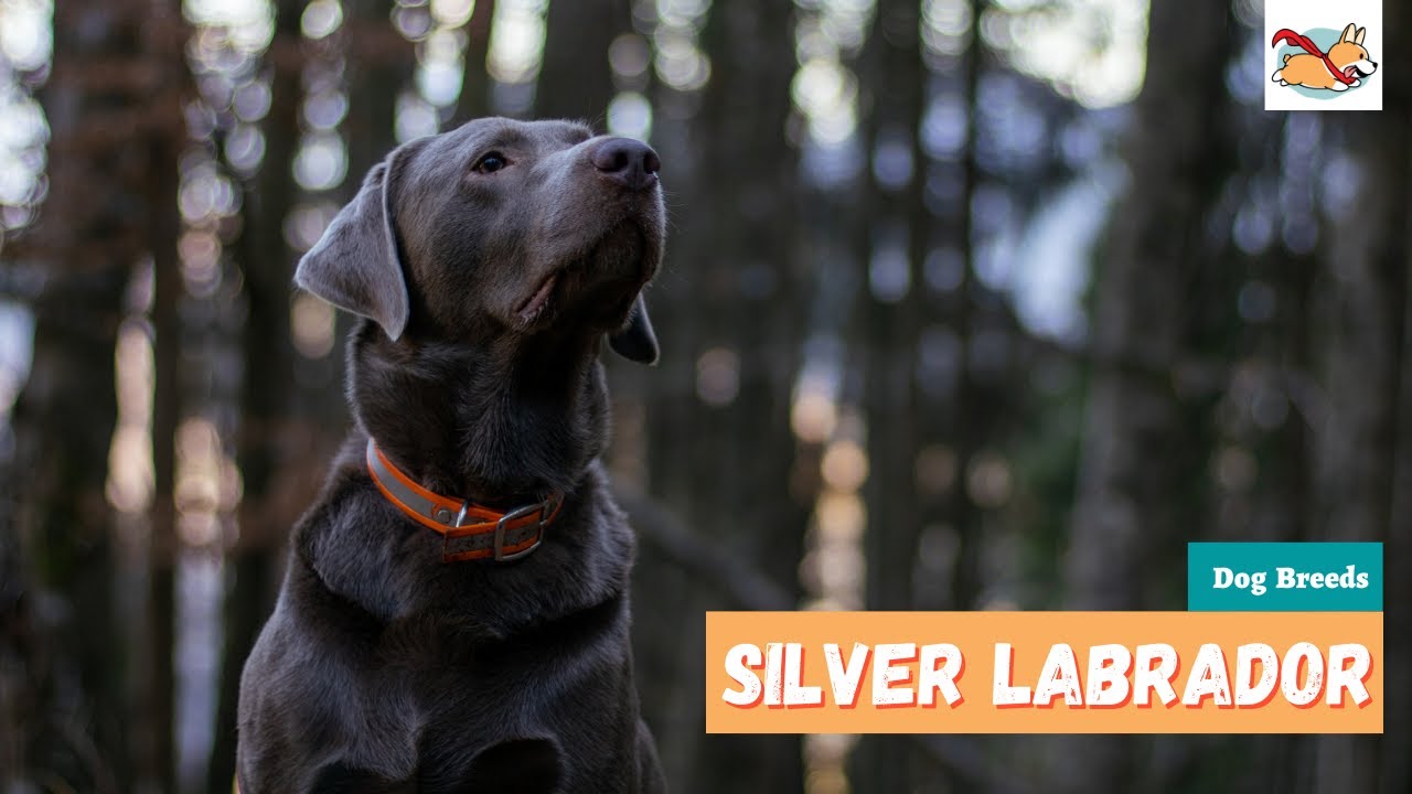 Silver Labrador: Your Guide to This Rare, Stunning Lab Dog! - YouTube