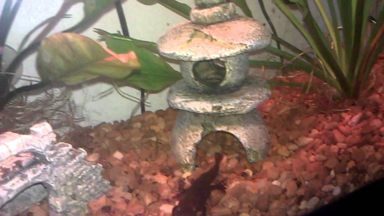 Paddle Tail Newts are awesome pets - YouTube