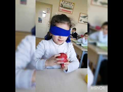 Duyğu orqanları