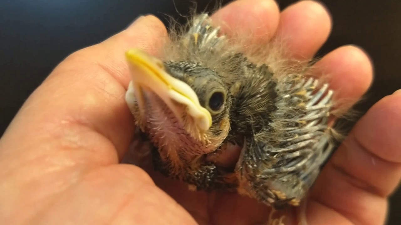 6 days old baby bird feed and interact - YouTube