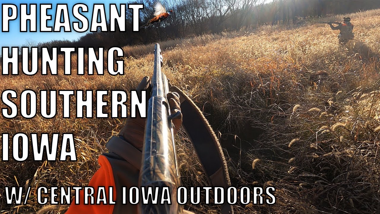 PHEASANT HUNTING SOUTHERN IOWA W/ CENTRAL IOWA OUTDOORS - YouTube