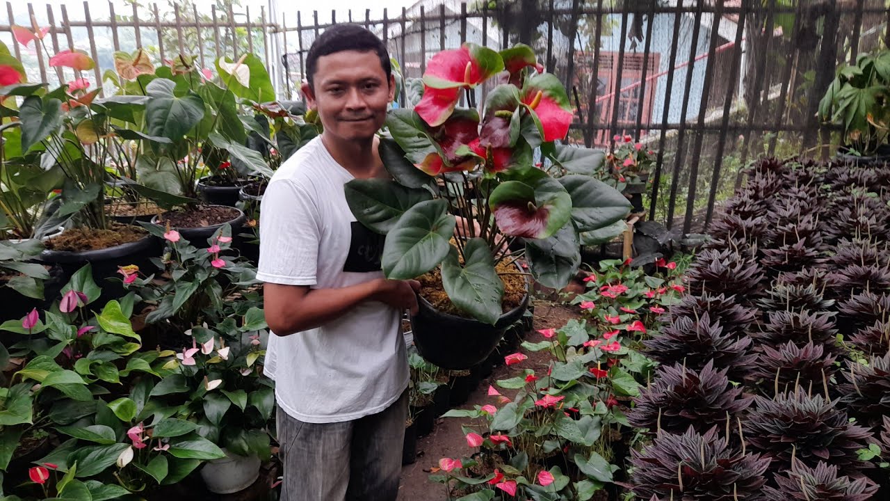 HP 081241495584 TINA FLOWERS LIVE JUAL MERIAH BISA KIRIM KEMANASAJA ...