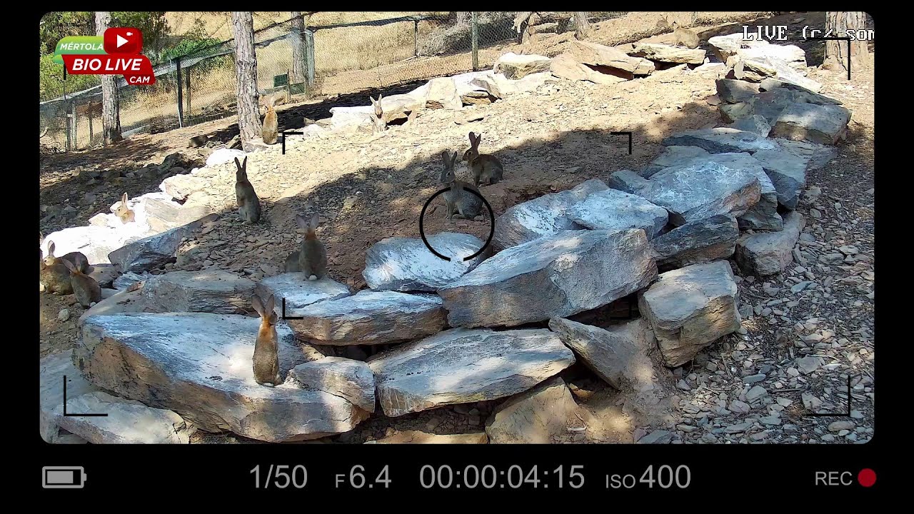 Mértola Bio Live Cam: Uma janela aberta para a Biodiversidade - YouTube