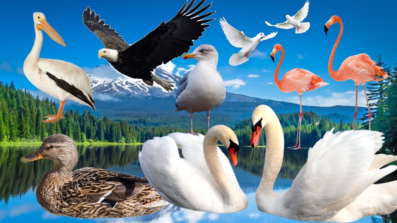 Bird sounds: duck, woodpecker, toucan, swan, goose, eagle, magpie ...