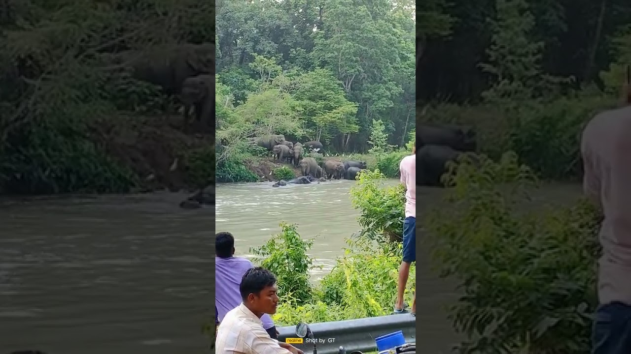 elephant and hathi real video - YouTube