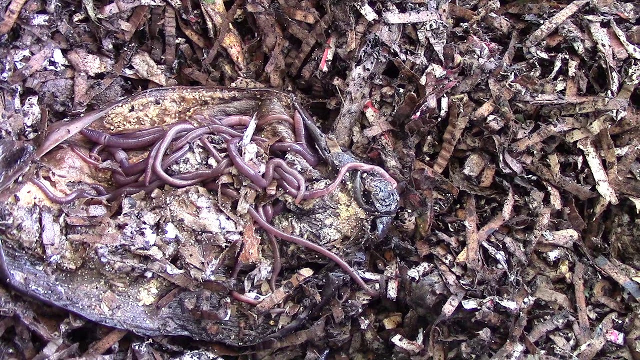 African Nightcrawlers: Week 3 Update - YouTube