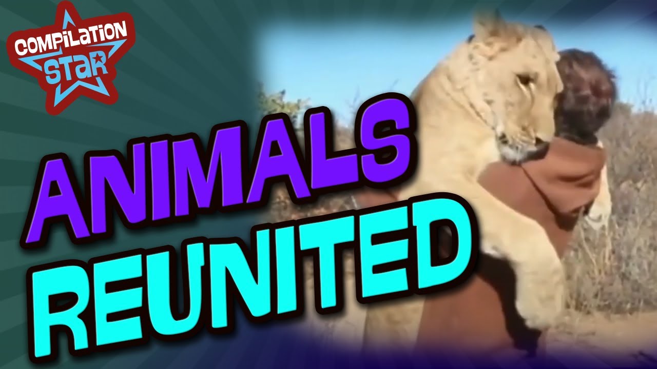 Animals Reunited With Owner - YouTube