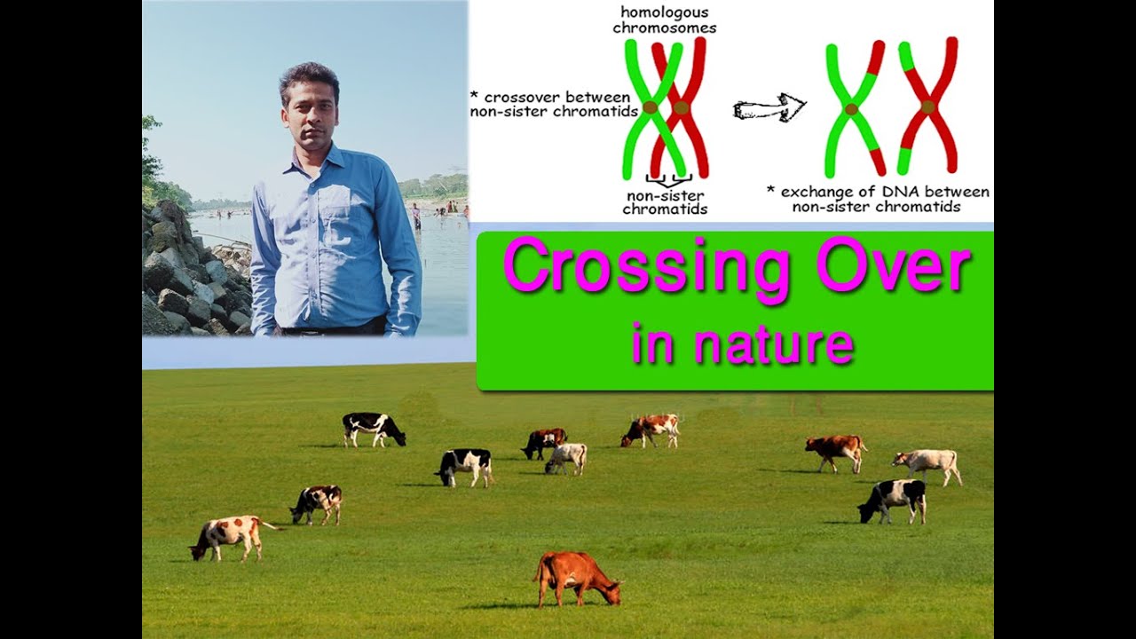 Crossing Over In Meiosis Cell Division - YouTube
