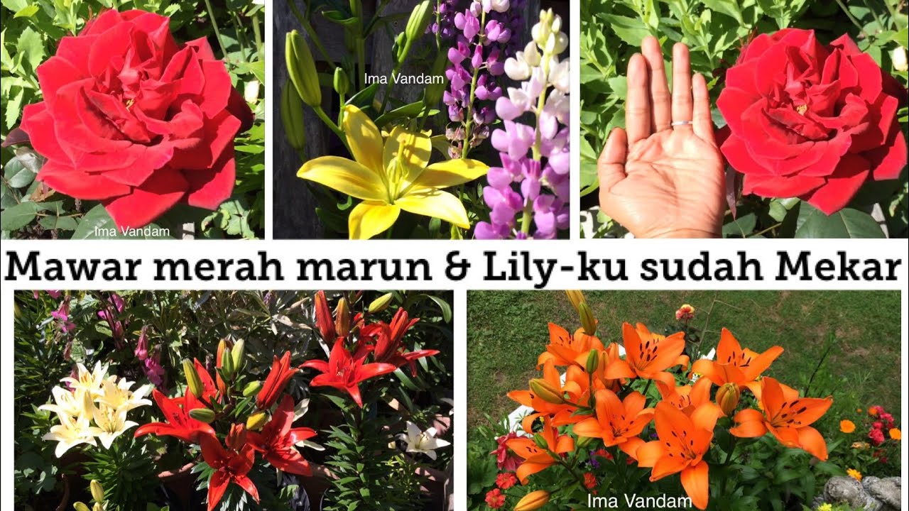Mawar Merah Marun & Bunga Lily-ku sudah Mekar || - YouTube