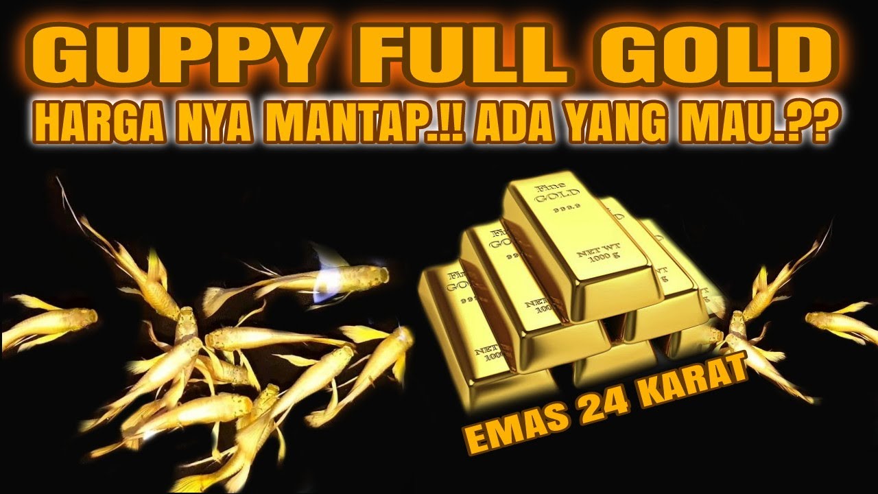 GUPPY FULL GOLD // SUPER GOLD 24 KARAT // FISH SUPER GOLD #guppy #gold ...